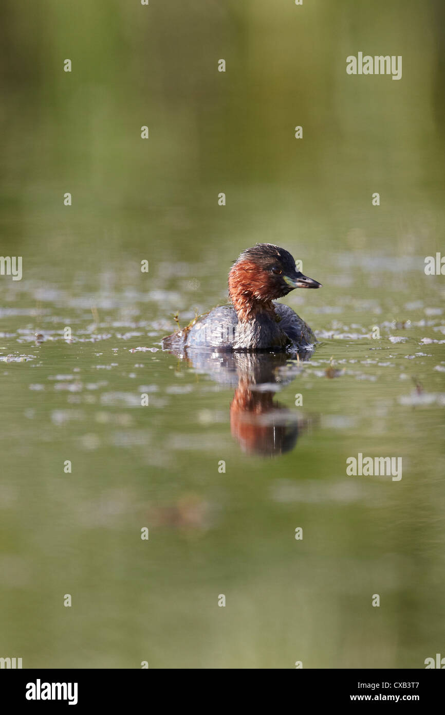 Dabchick hi-res stock photography and images - Alamy