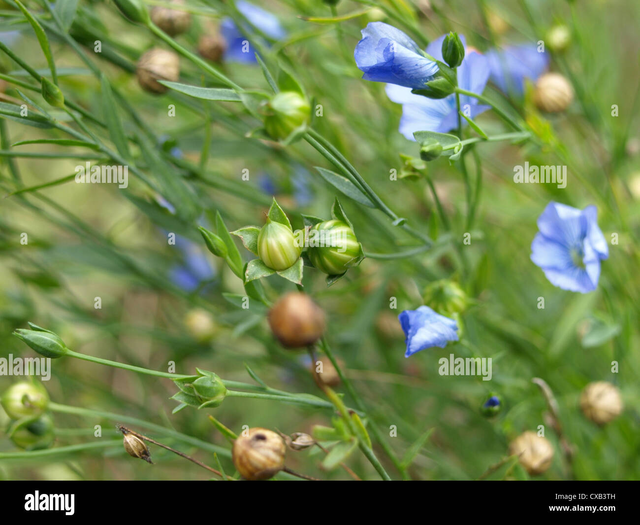 Flax capsules hi-res stock photography and images - Alamy