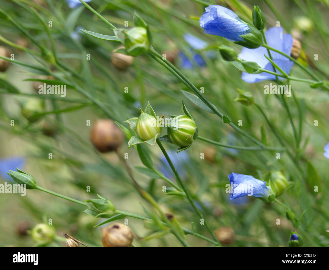 close-up from Linum, flax / Lein Stock Photo - Alamy