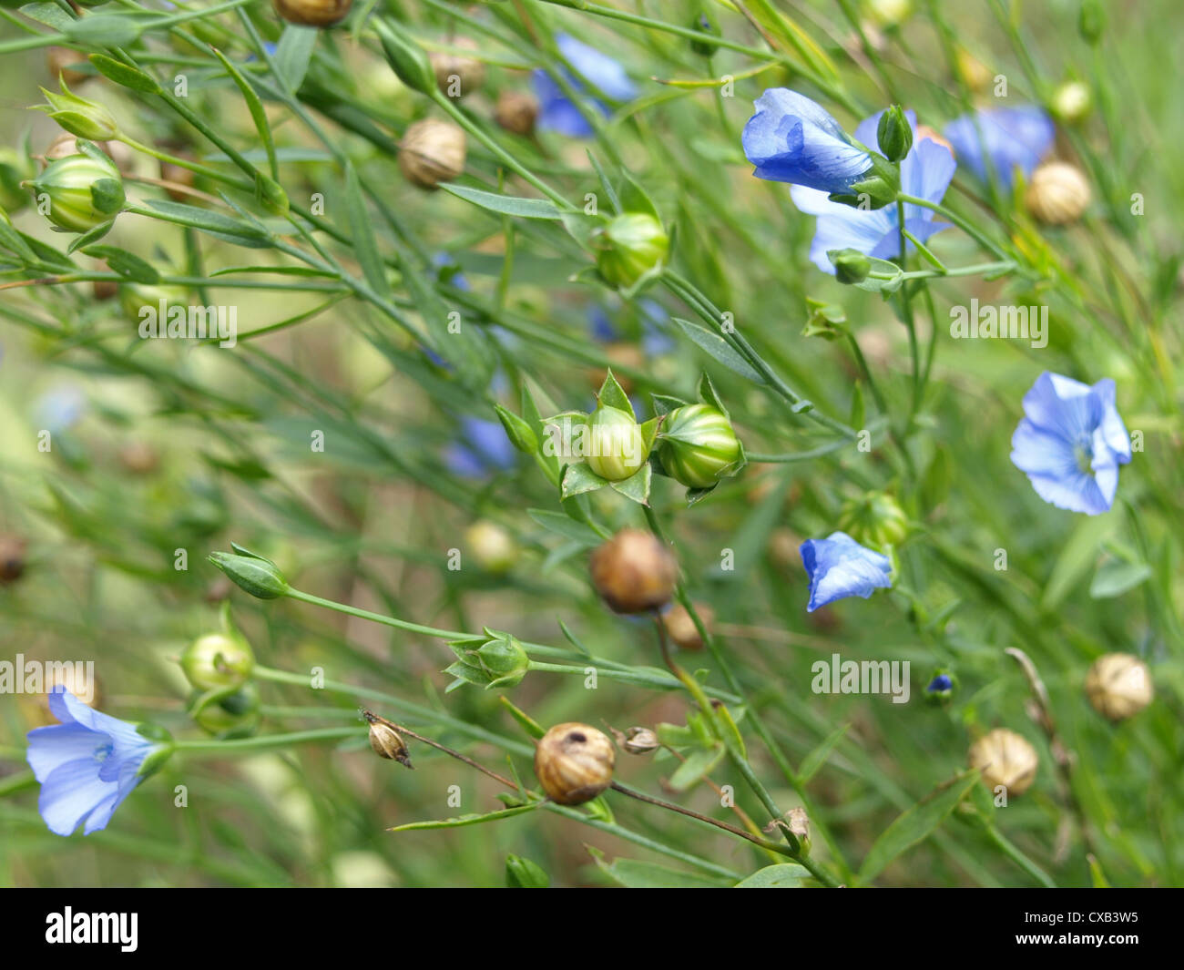 close-up from Linum, flax / Lein Stock Photo - Alamy