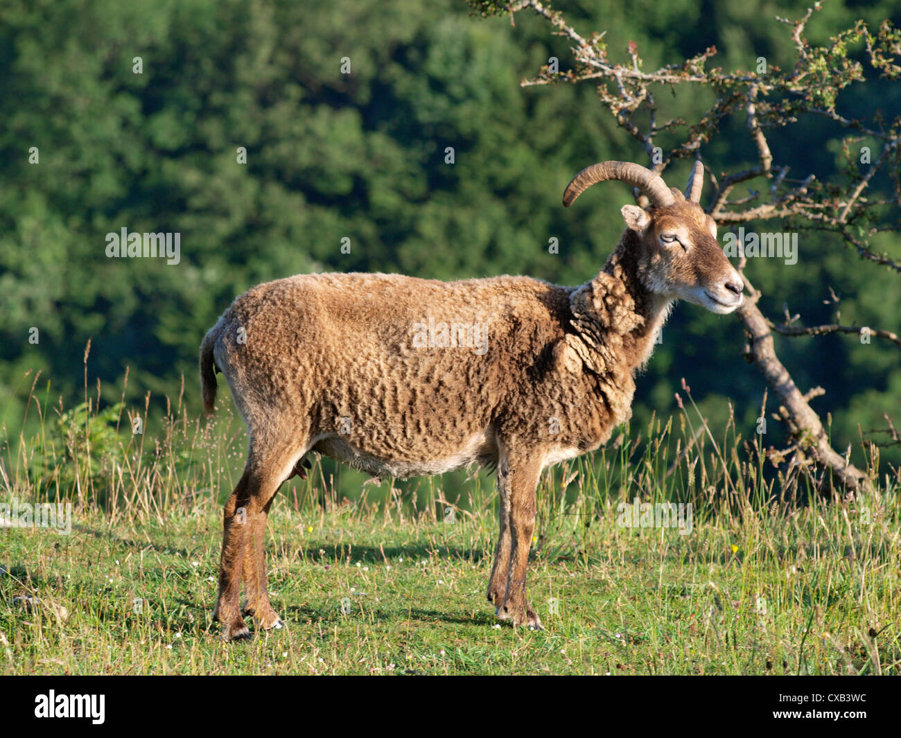 Soay sheep hi-res stock photography and images - Alamy