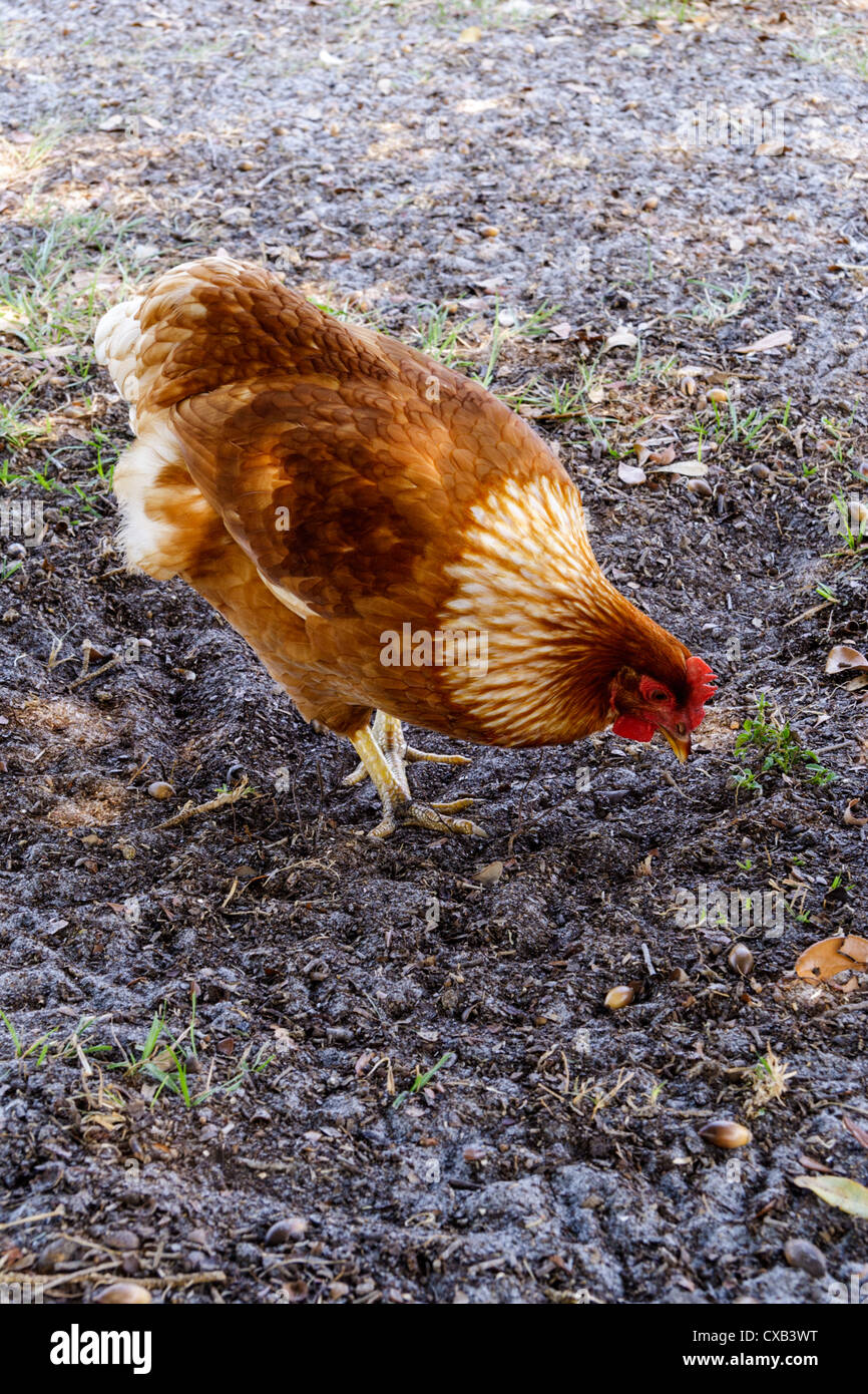Hen cage hi-res stock photography and images - Alamy