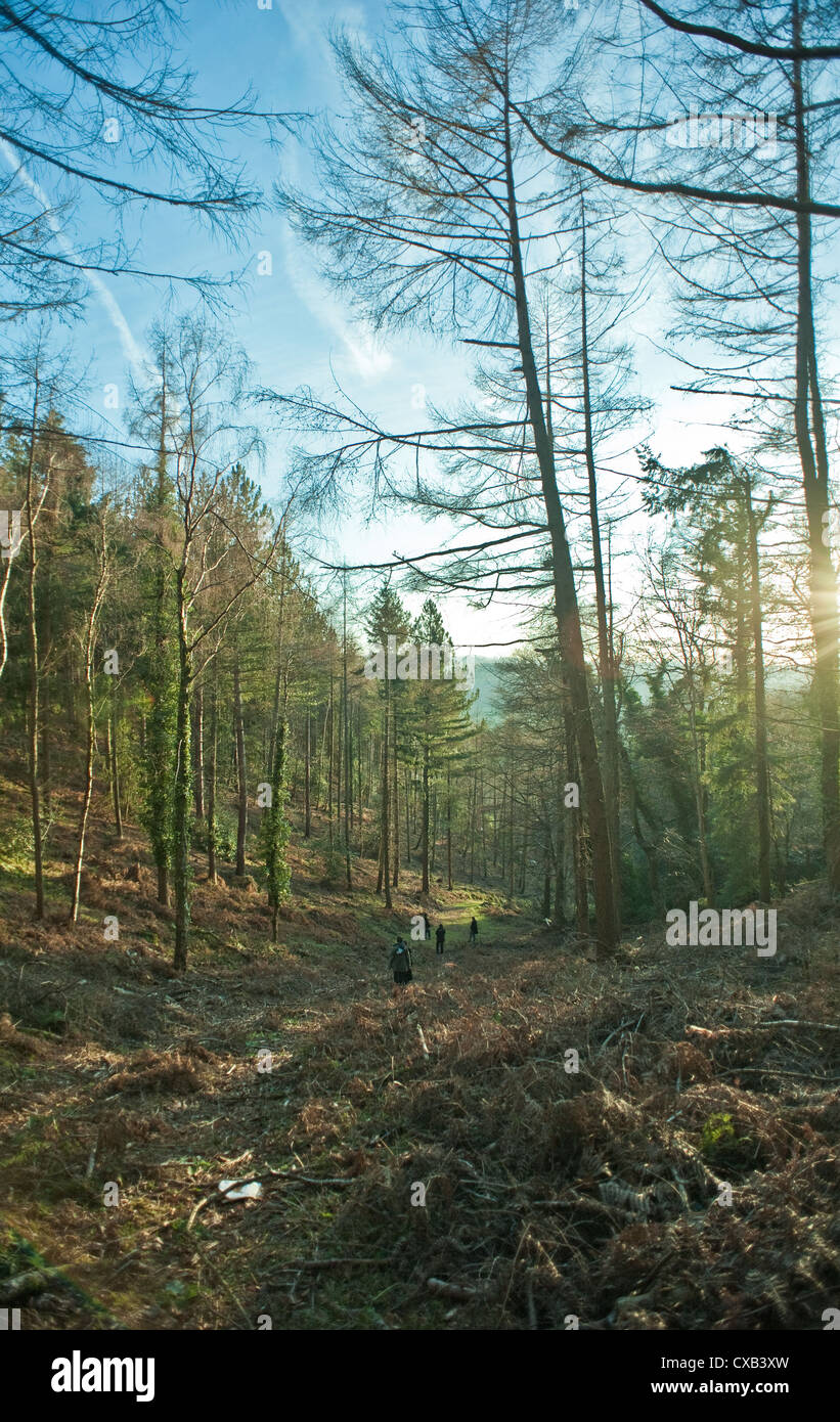 Forest in britain hi-res stock photography and images - Alamy