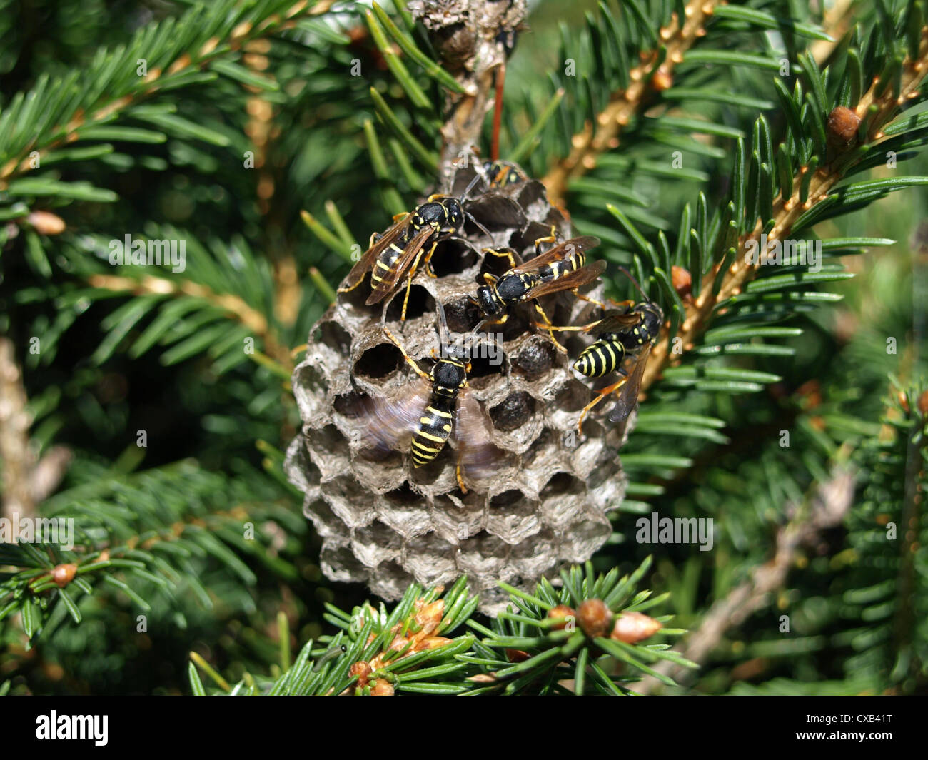 Elegantes Feldwespen Nest Umsiedeln Bilder