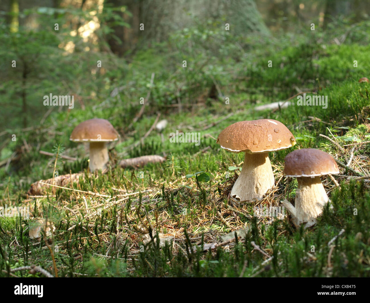 penny bun, porcino, cep / Boletus edulis / Gemeiner Steinpilz, Fichten ...
