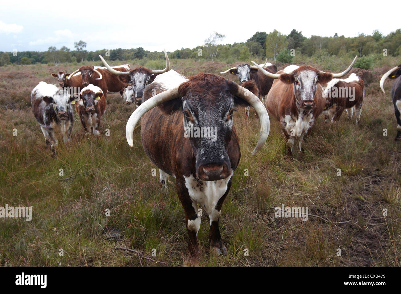 English longhorn cattle hi-res stock photography and images - Alamy
