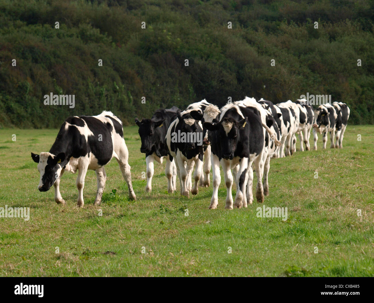 Cows on the move, Cornwall, UK Stock Photo - Alamy