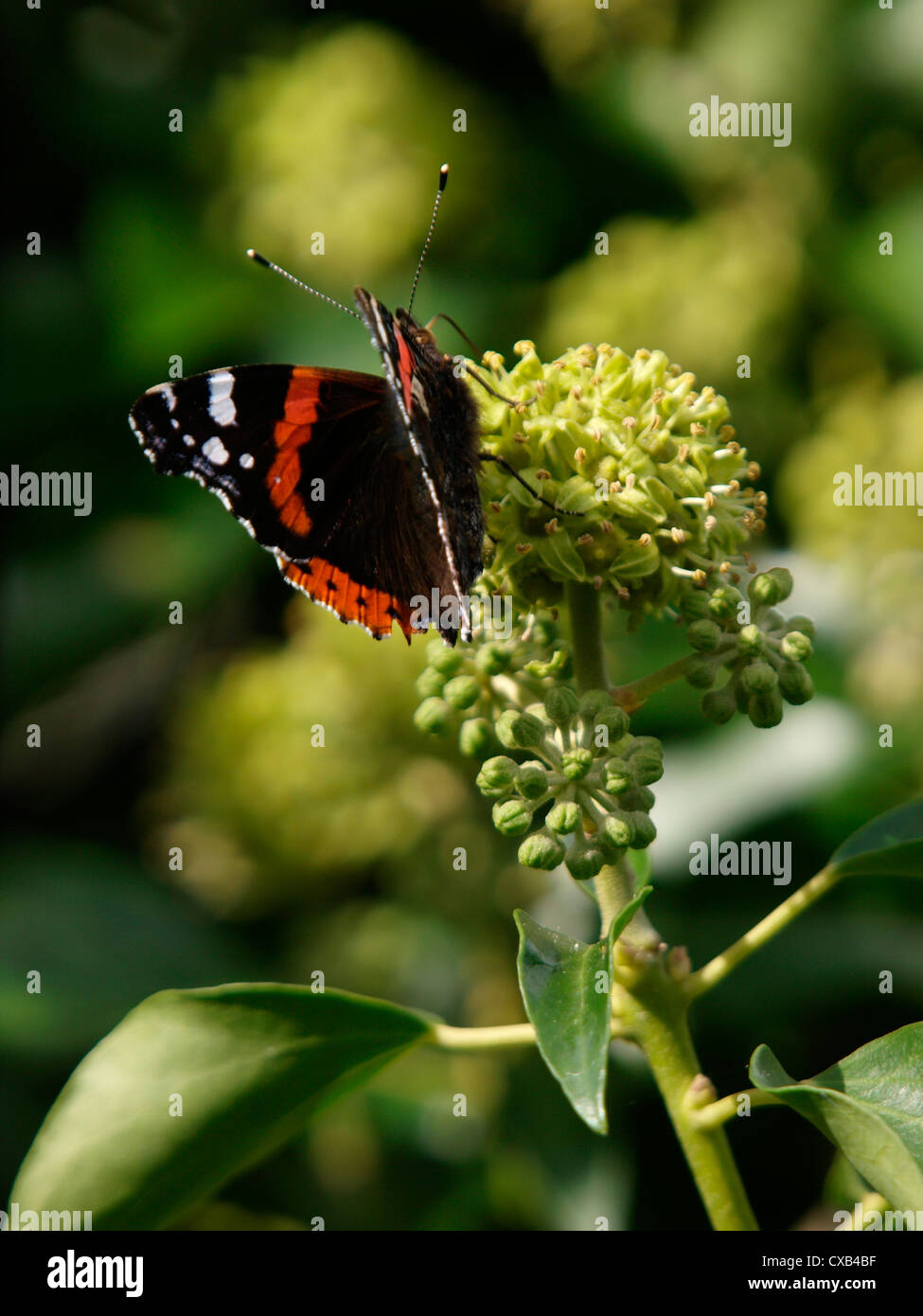 Red Admiral, Vanessa atalanta, UK Stock Photo - Alamy