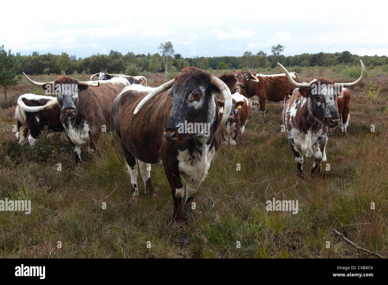English longhorn cattle hi-res stock photography and images - Alamy