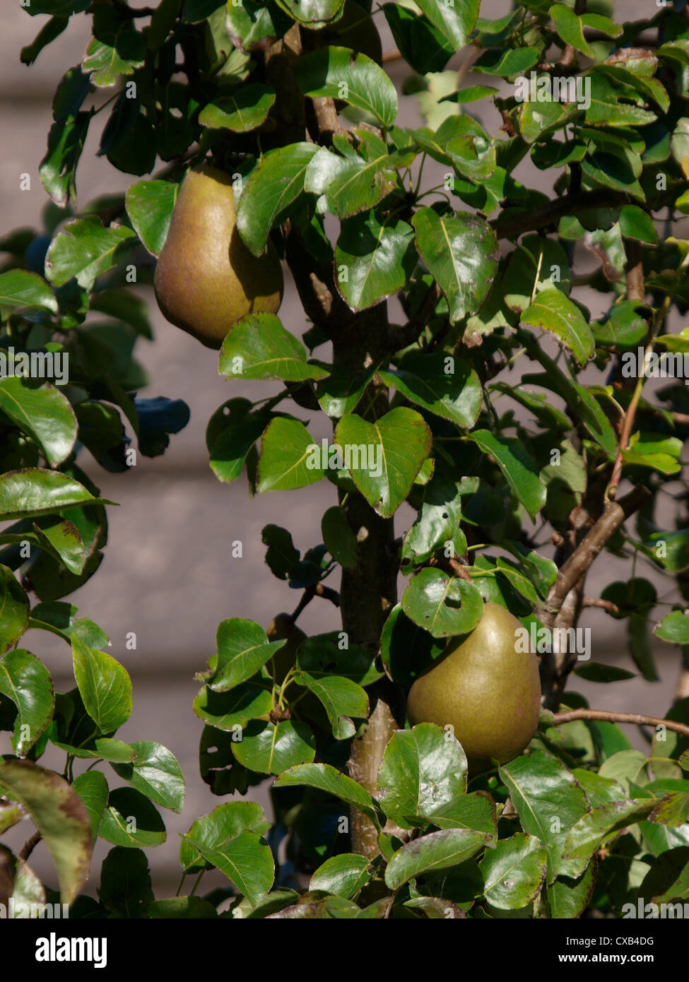 Pears growing on a tree, UK Stock Photo - Alamy