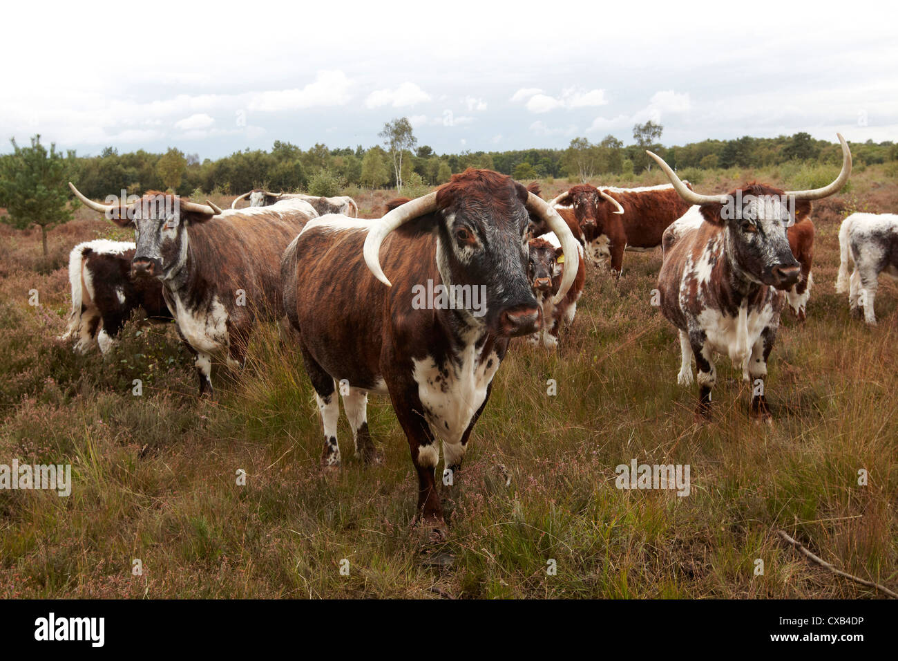 English longhorn cattle hi-res stock photography and images - Alamy