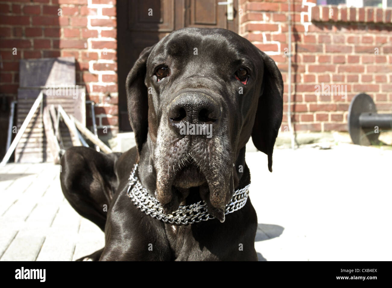 Werl, German Mastiff in portrait Stock Photo - Alamy