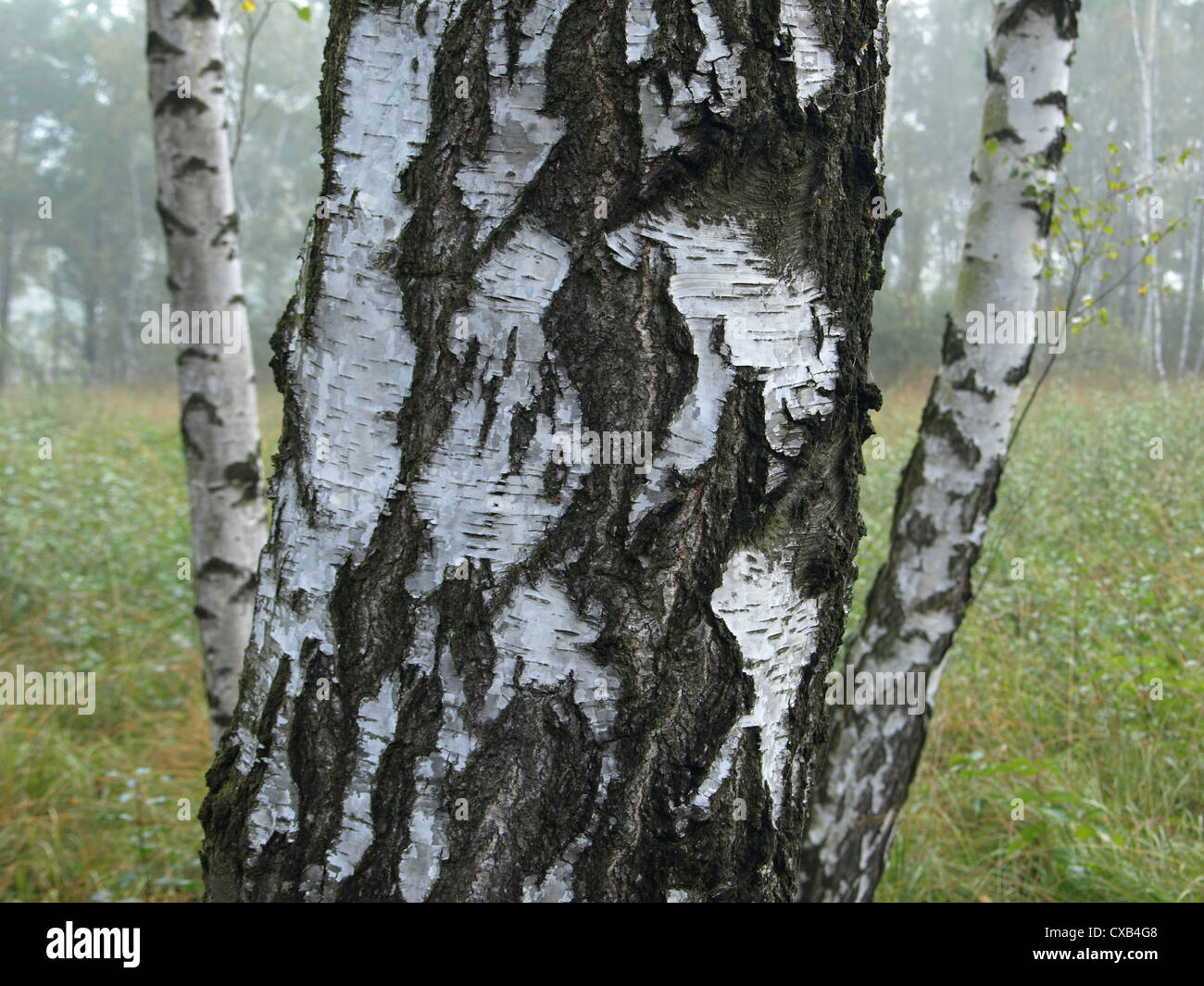 birch tree / Birke Stock Photo - Alamy