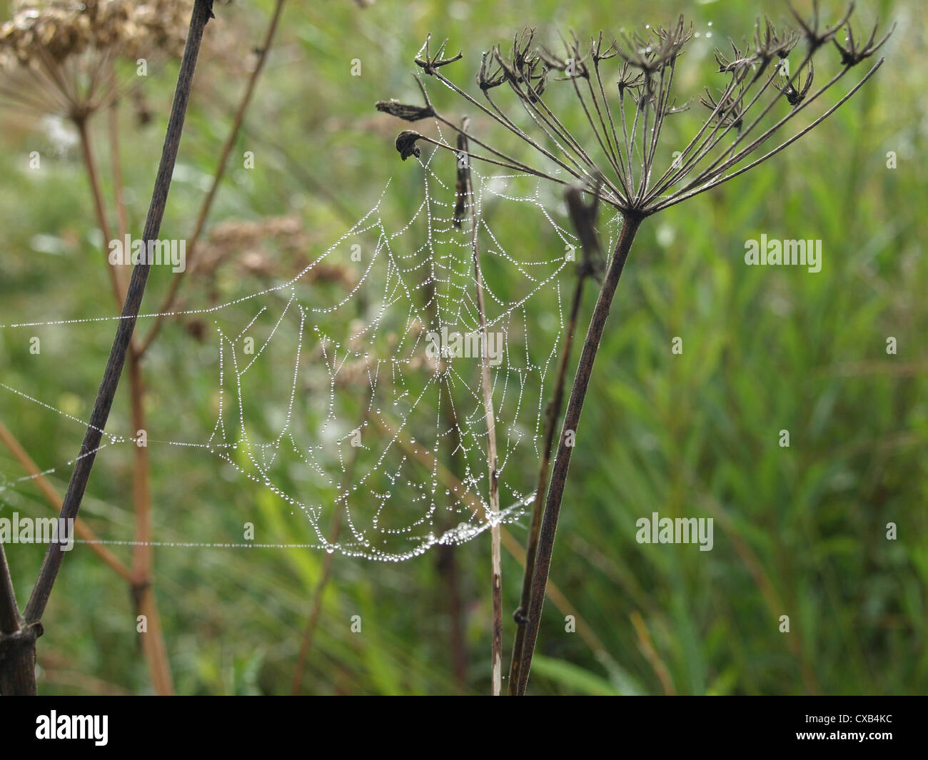 Im spinnennetz hi-res stock photography and images - Alamy