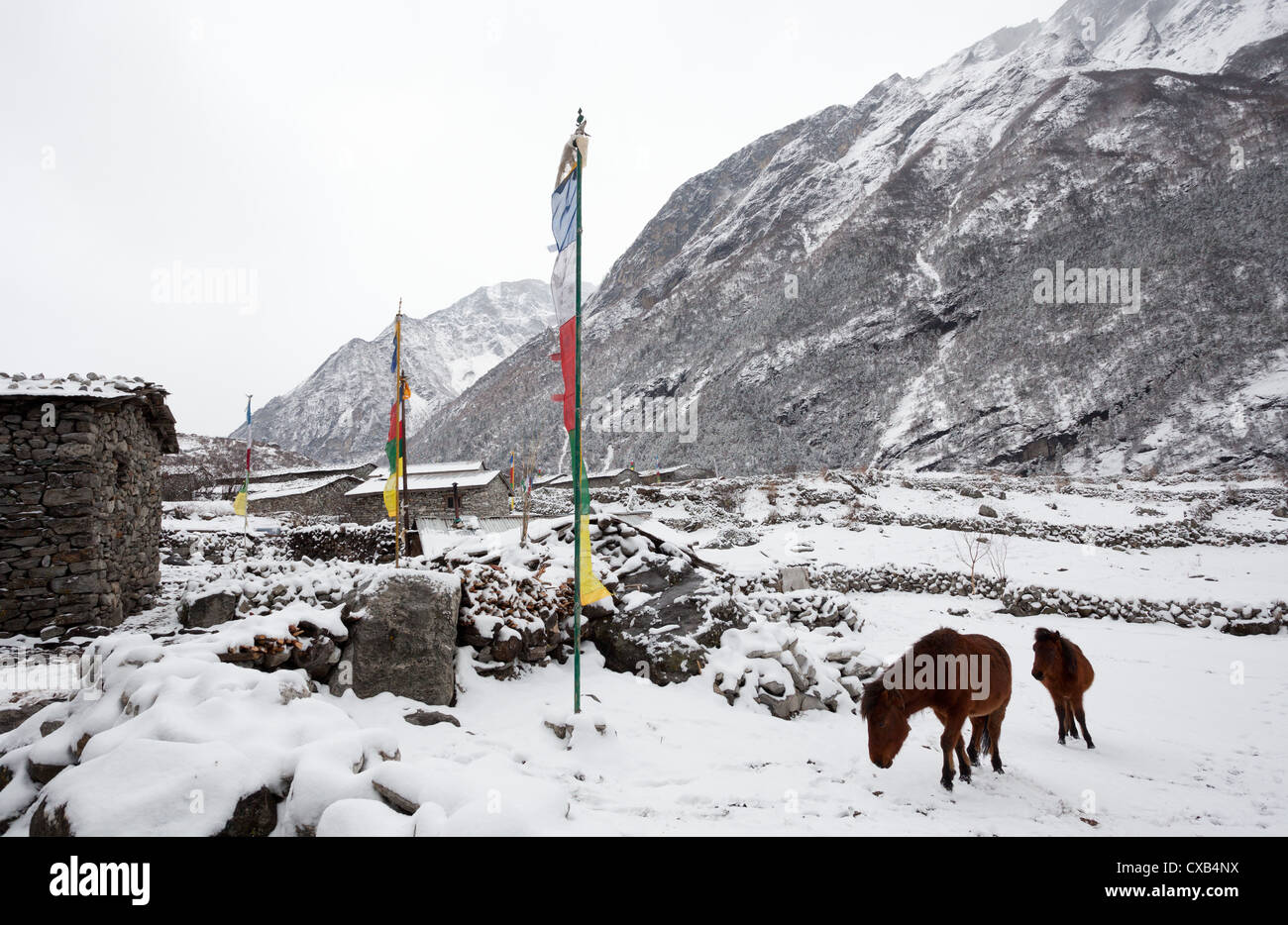 Mules standing next to Buddhist prayer flags in the snow, Langtang ...