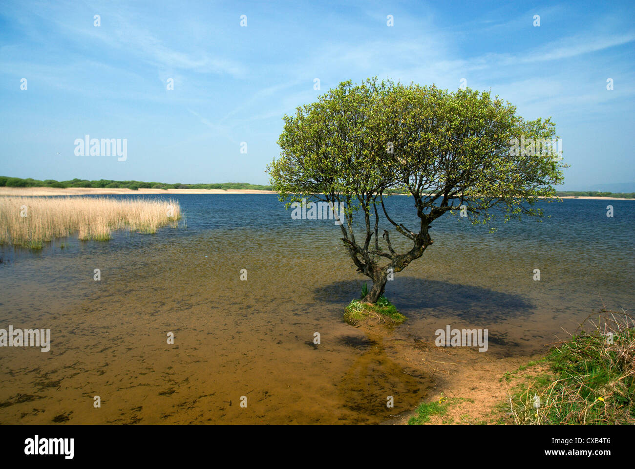 Kenfig Pool, Kenfig National Nature reserve near Porthcawl, Bridgend ...
