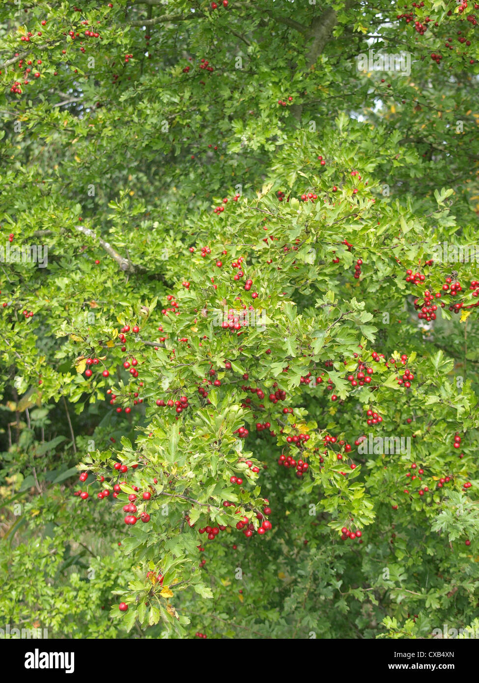 Thornapple tree hi-res stock photography and images - Alamy