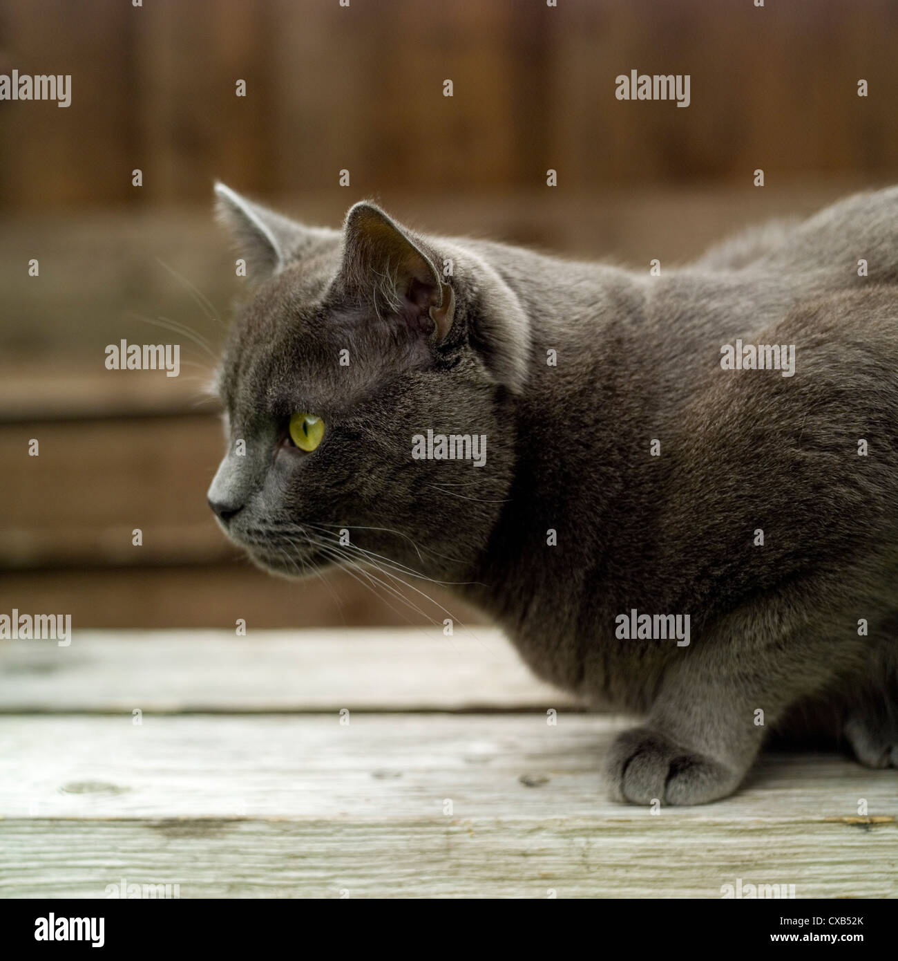Grey cat on a bench Stock Photo - Alamy