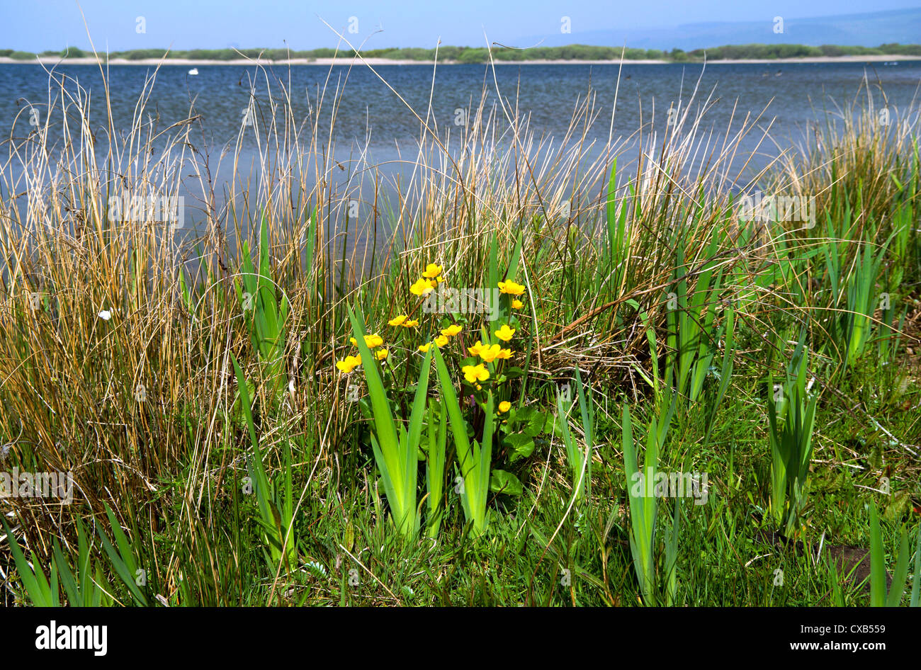 Kenfig pool hi-res stock photography and images - Alamy