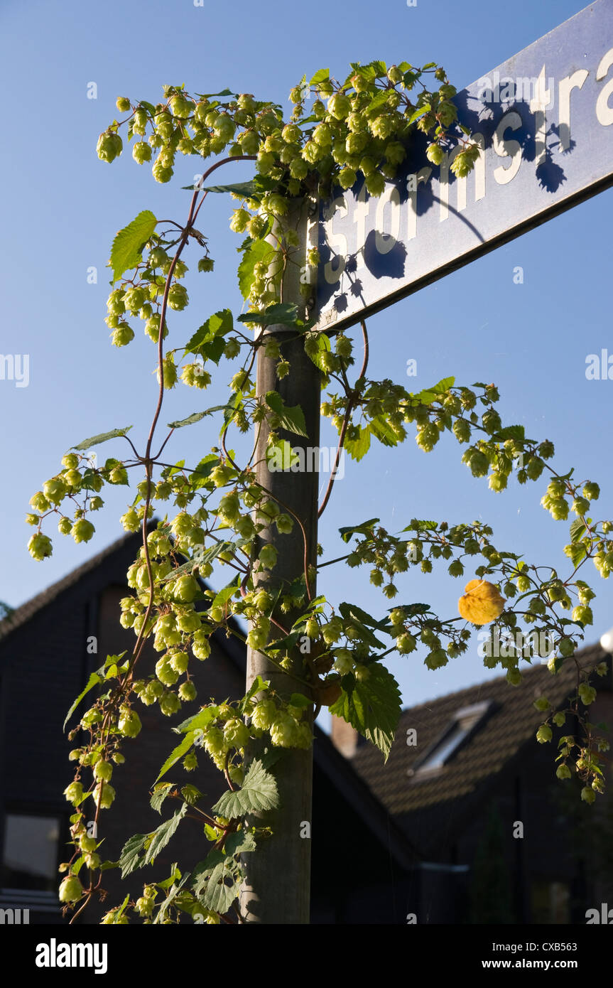 Hops hi-res stock photography and images - Alamy