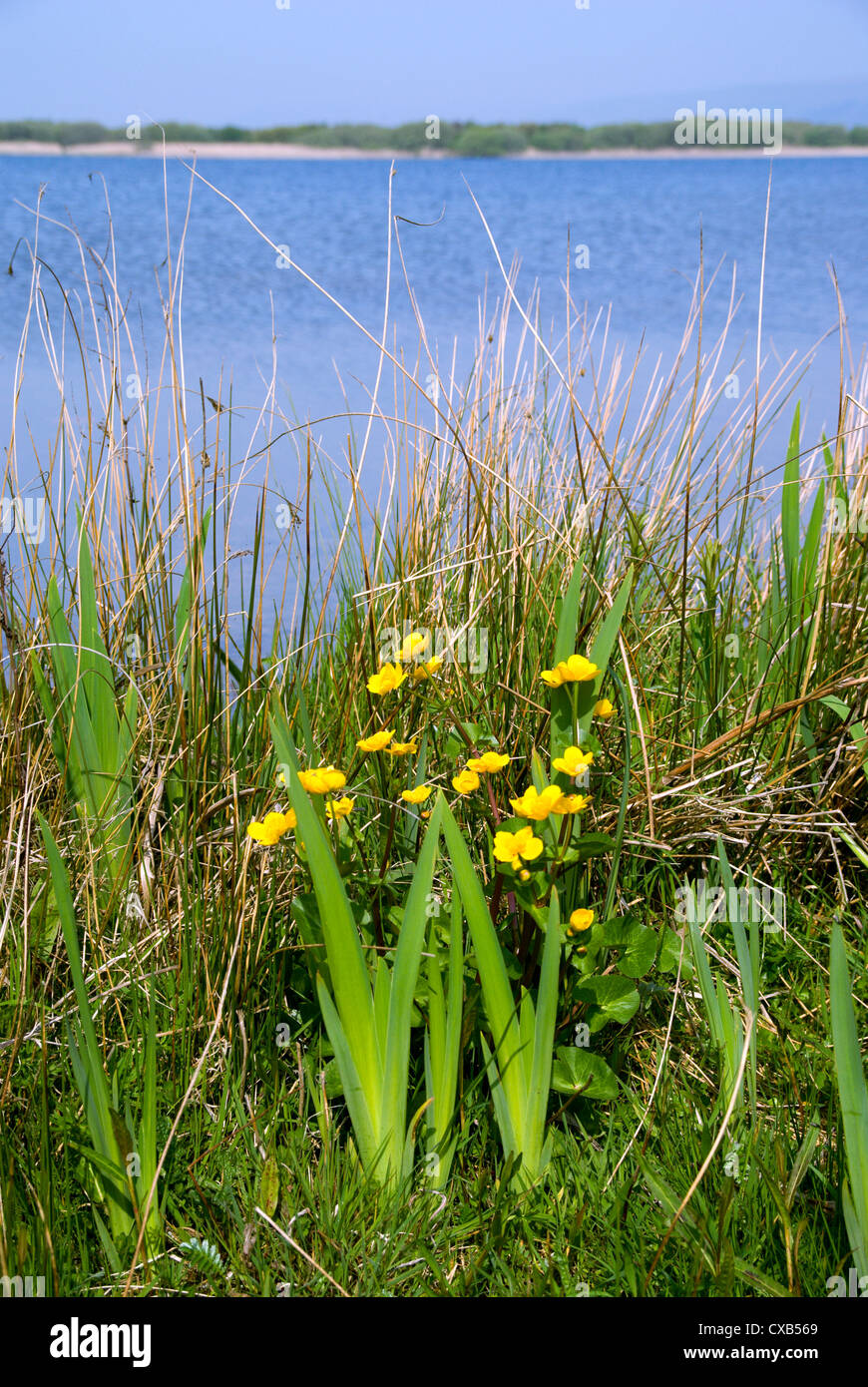 Kenfig pool hi-res stock photography and images - Alamy