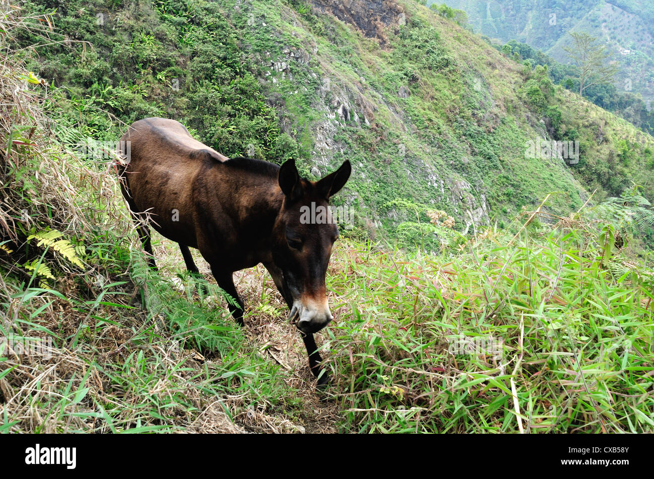 Mule .Road - Aguas Calientes in RIVERA . Department of Huila. COLOMBIA ...