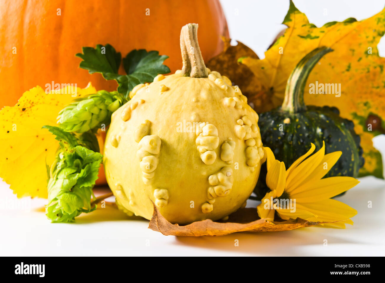 Autumn still-life . pumpkins, hop and yellow leaves Stock Photo - Alamy