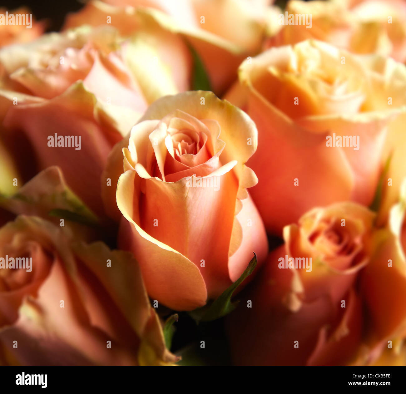 Bunches of pink roses hi-res stock photography and images - Alamy