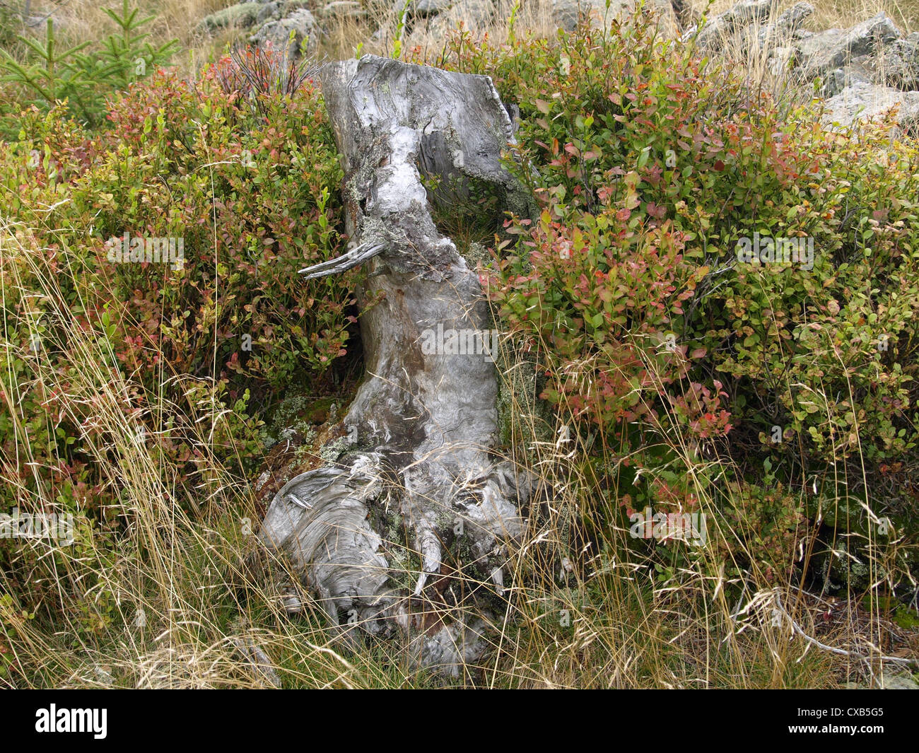 old tree stump with blueberry bushes in autumn / alter Baumstumpf mit ...