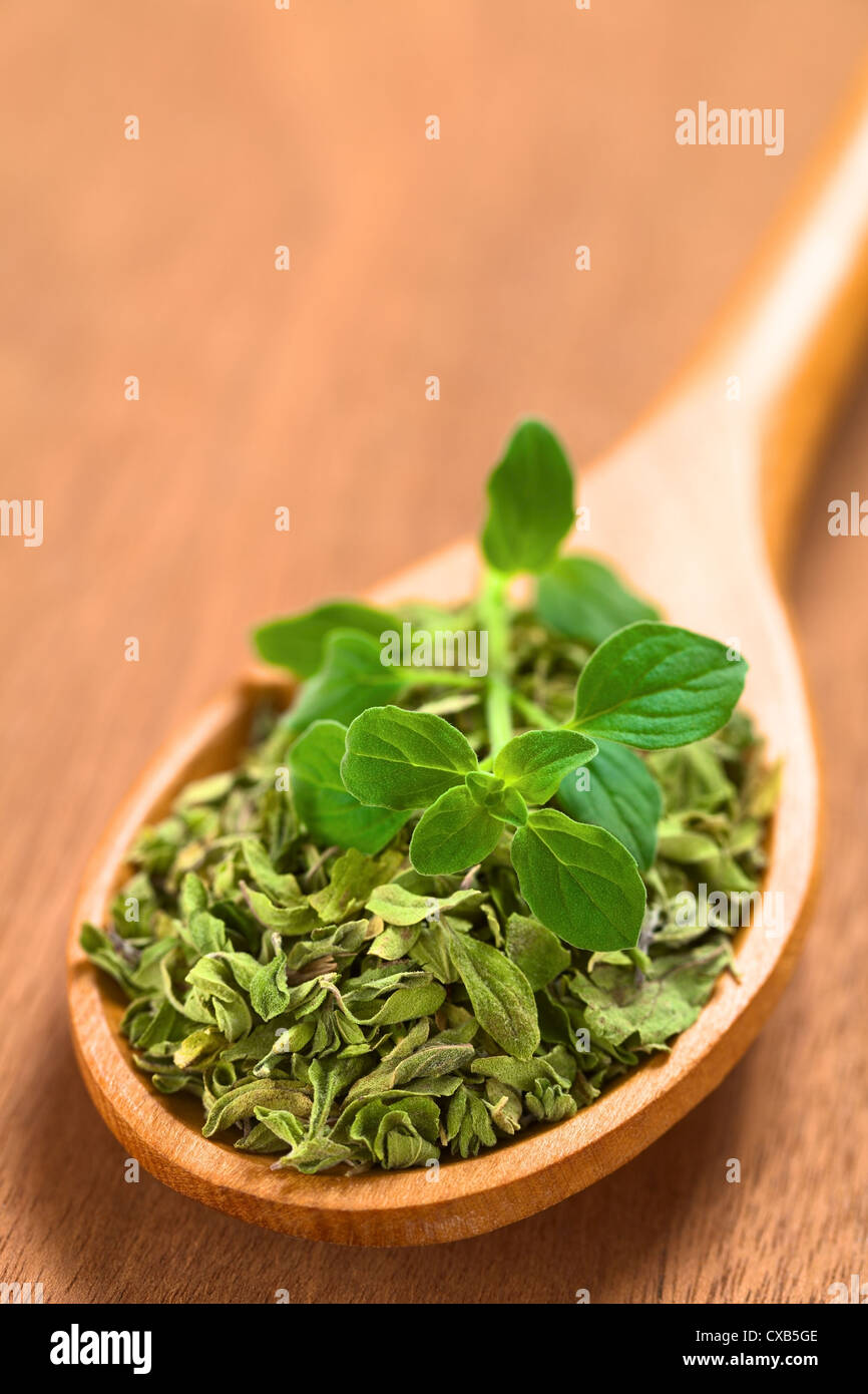 Dried oregano leaves on wooden spoon with a fresh oregano sprig on top ...