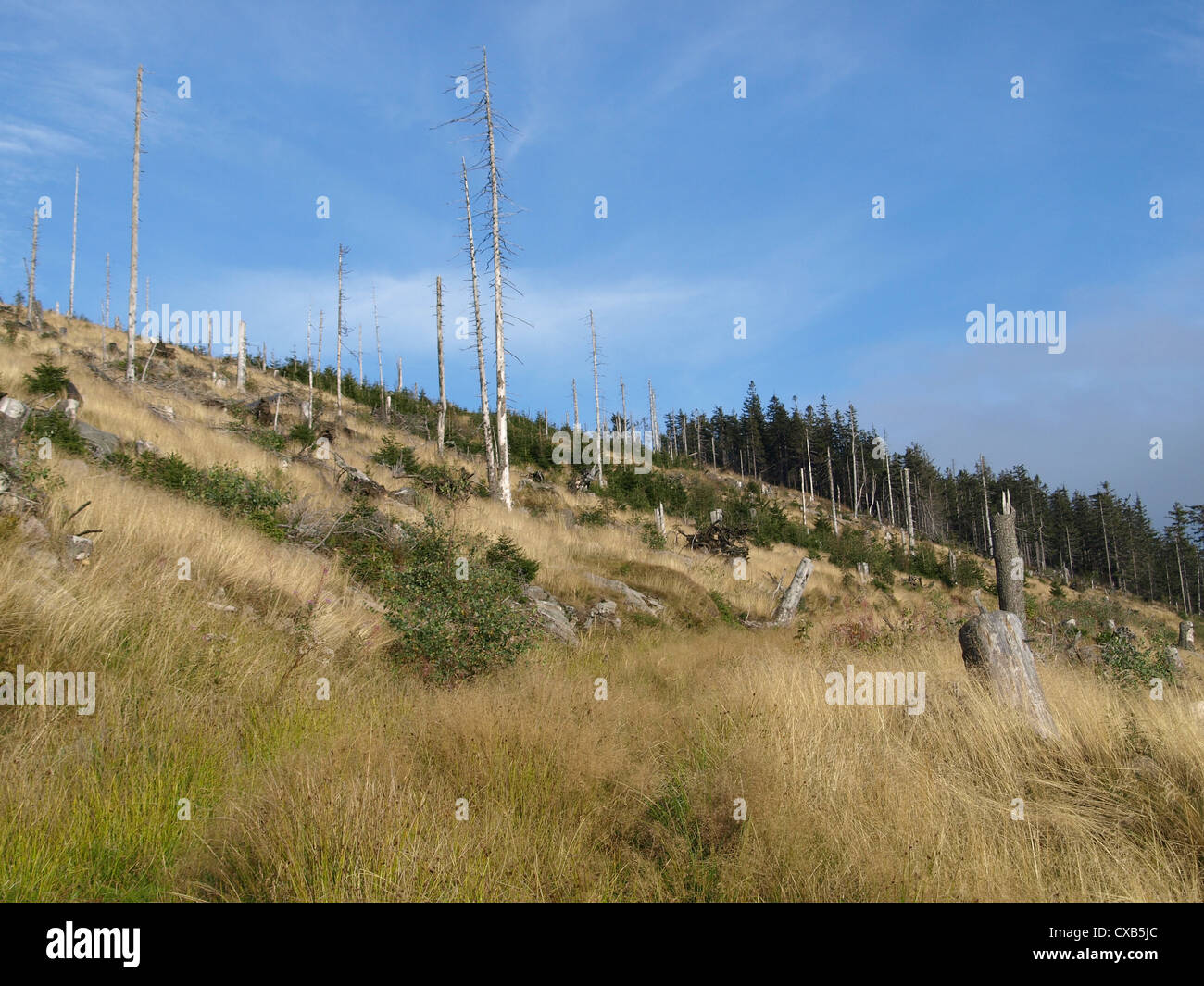 natural wood regeneration after forest decline in Bavarian Forest ...