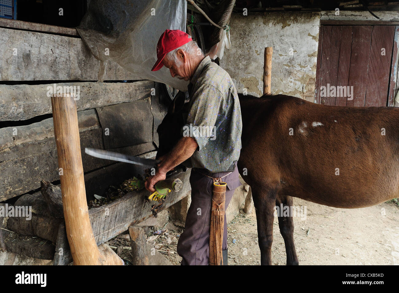 Mule .Road - Aguas Calientes in RIVERA . Department of Huila. COLOMBIA ...