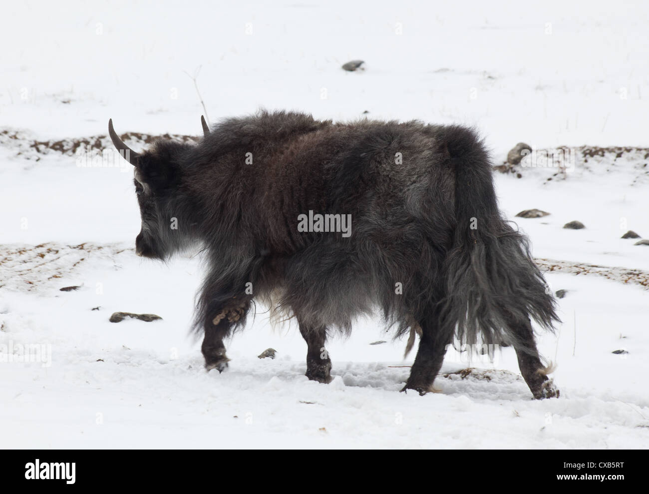 Young yak walking along in the snow, Langtang Valley, Nepal Stock Photo ...