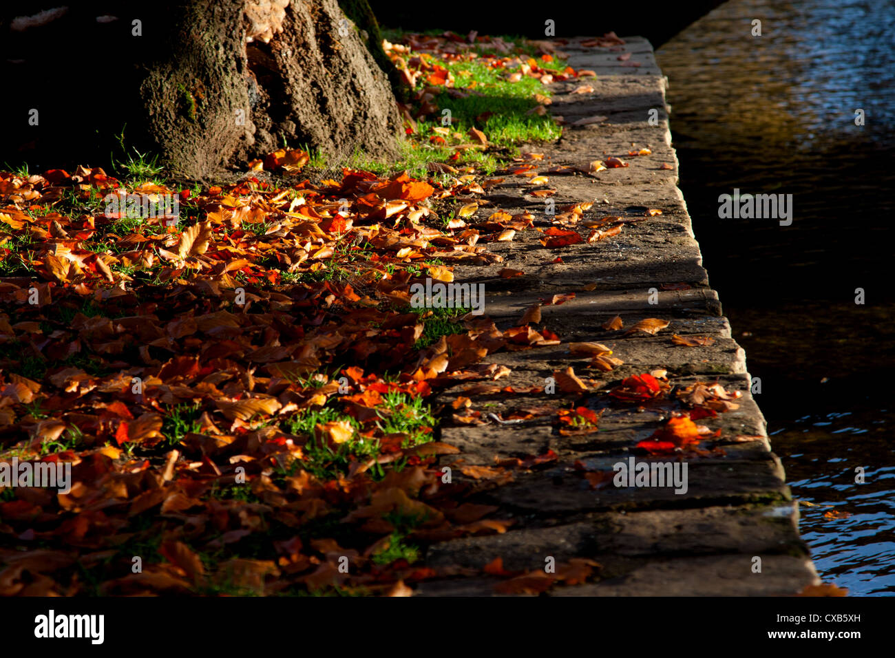 Autumn leaves on a riverside path Stock Photo - Alamy