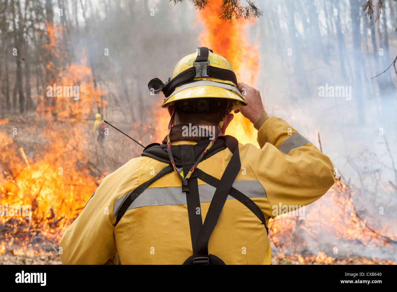 Fire fighters perform a controlled burn by starting a fire in a forest ...