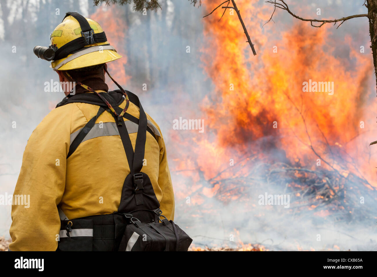 Fire fighters perform a controlled burn by starting a fire in a forest ...