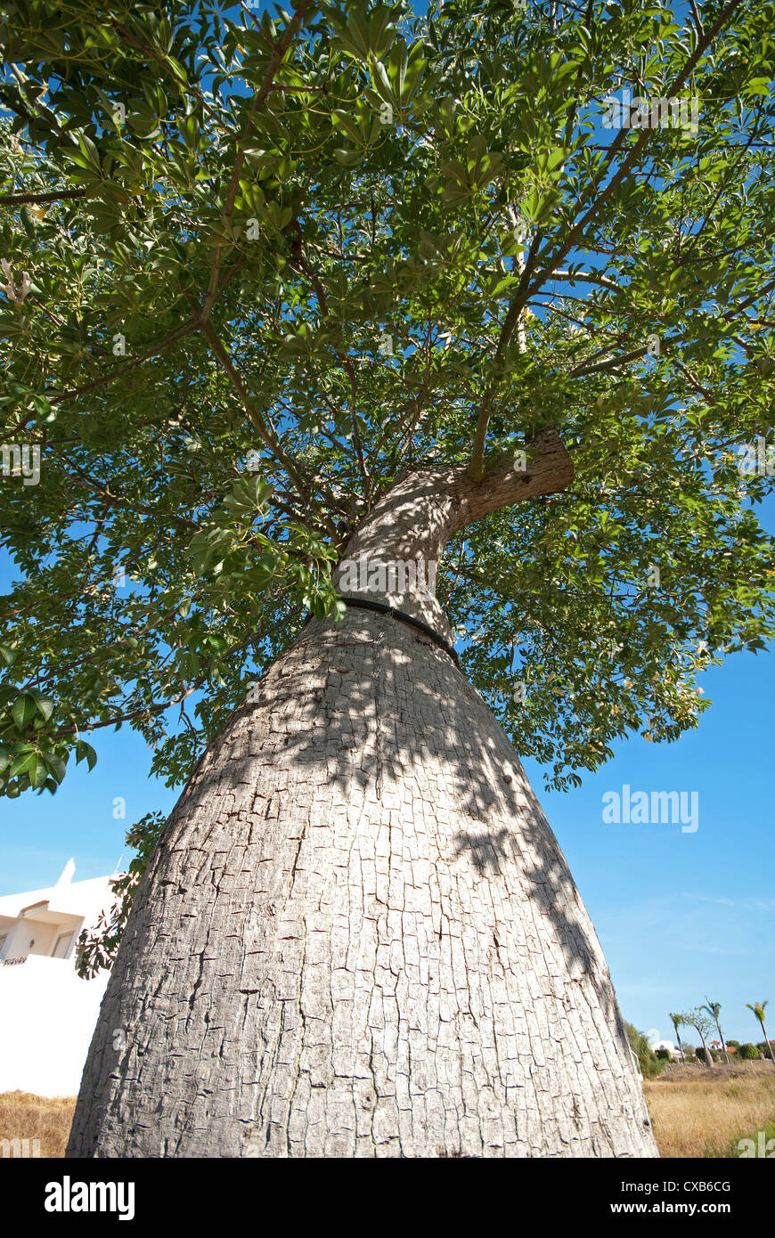 Chorisia insignis hi-res stock photography and images - Alamy