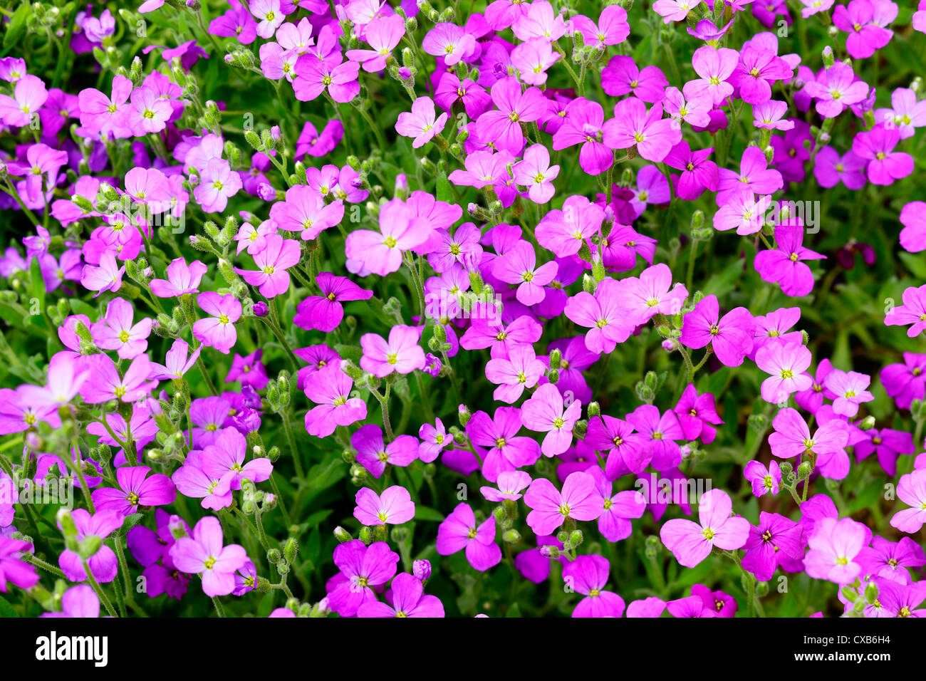 Aubrieta flowers hi-res stock photography and images - Alamy