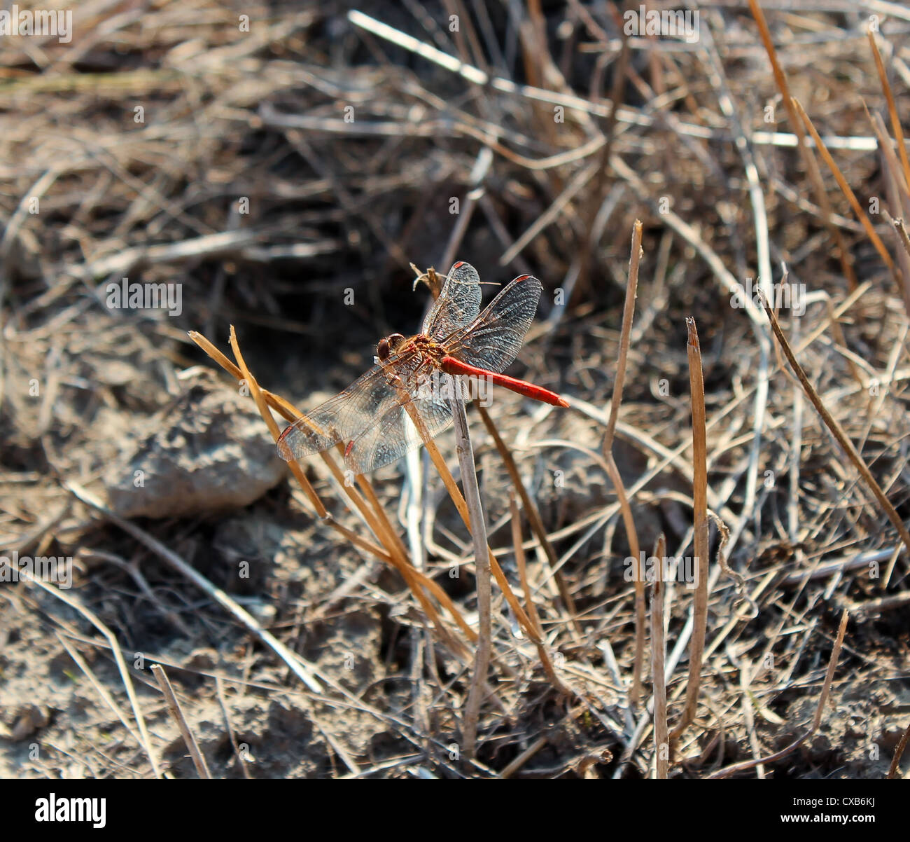 Bug trees hi-res stock photography and images - Alamy