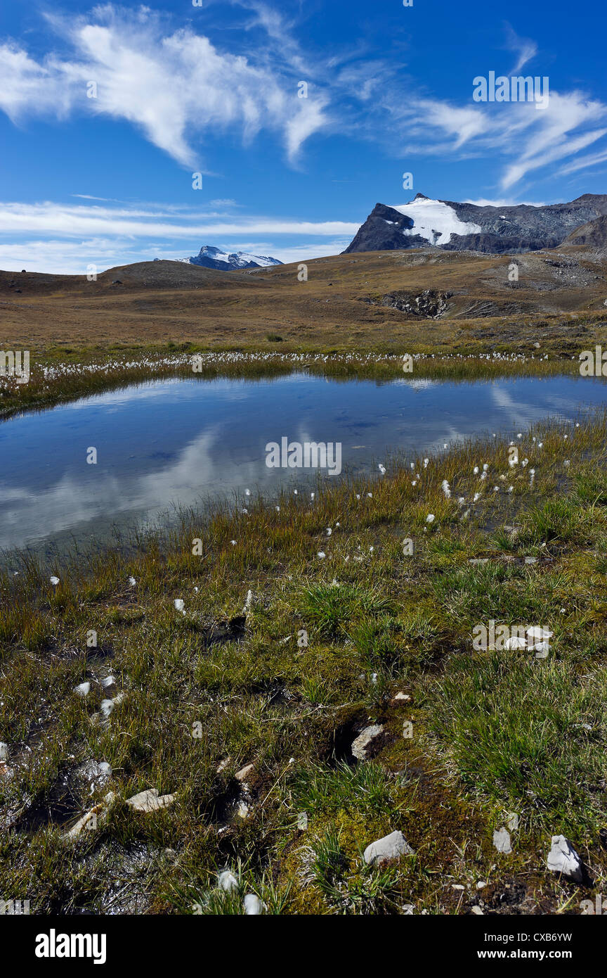 a water-meadow in the Gran Paradiso NP, Piedmont, Italy Stock Photo - Alamy