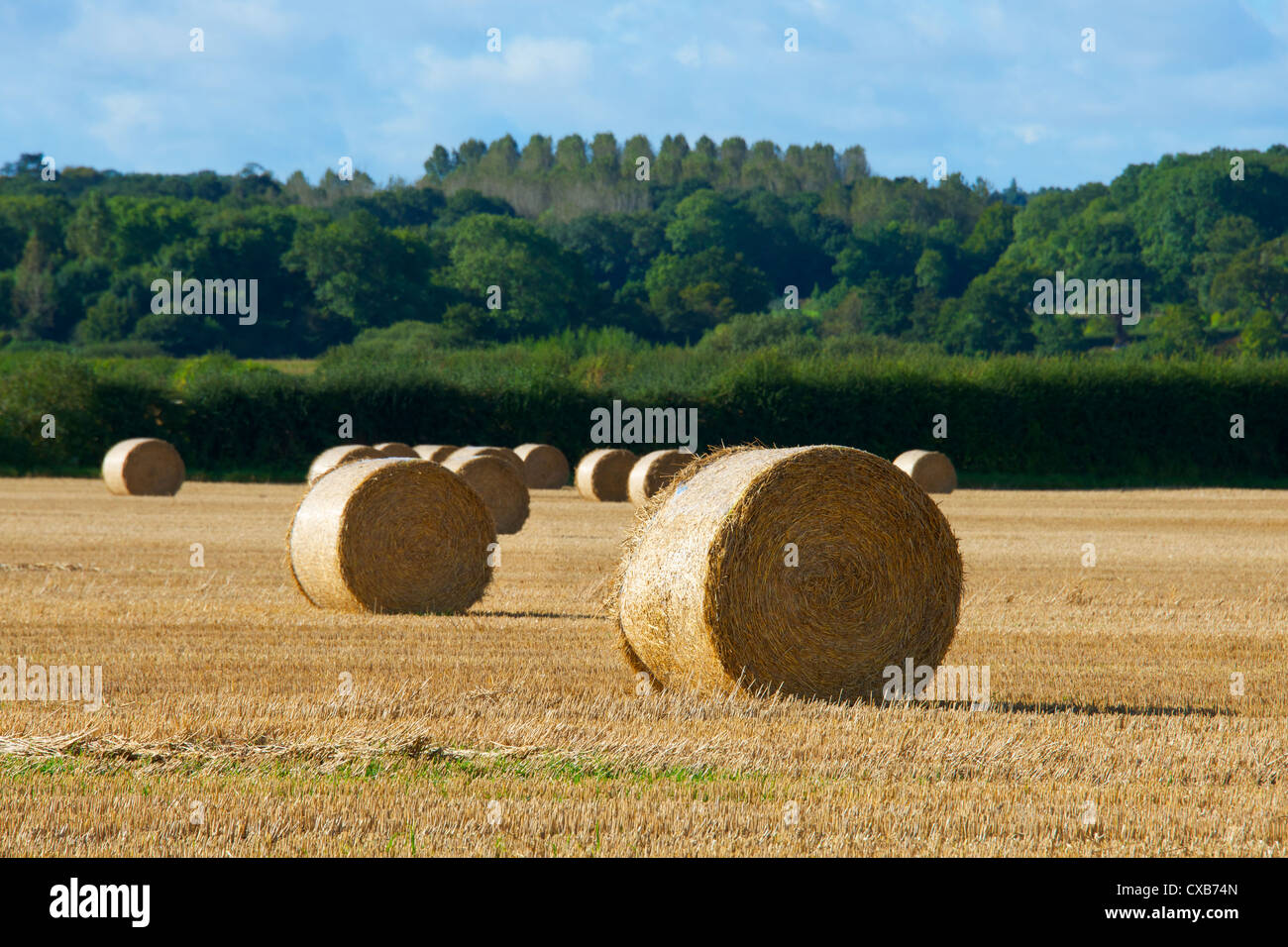 Pale straw in colour hi-res stock photography and images - Alamy