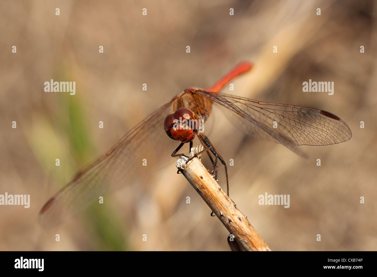 dragonfly, insect, bug, trees, stick, green, leaf, wing, flying, air ...