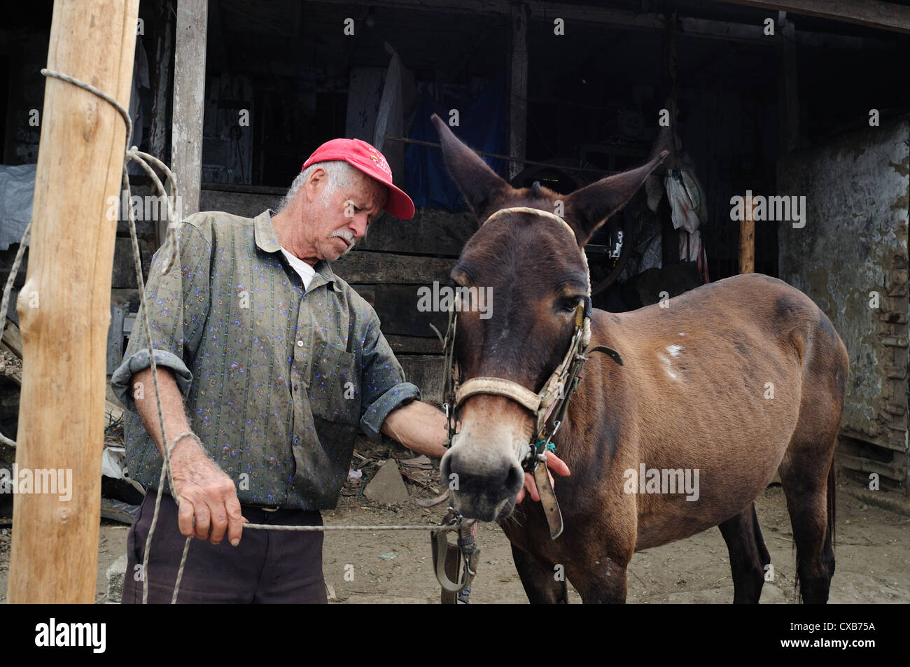 Mule .Road - Aguas Calientes in RIVERA . Department of Huila. COLOMBIA ...