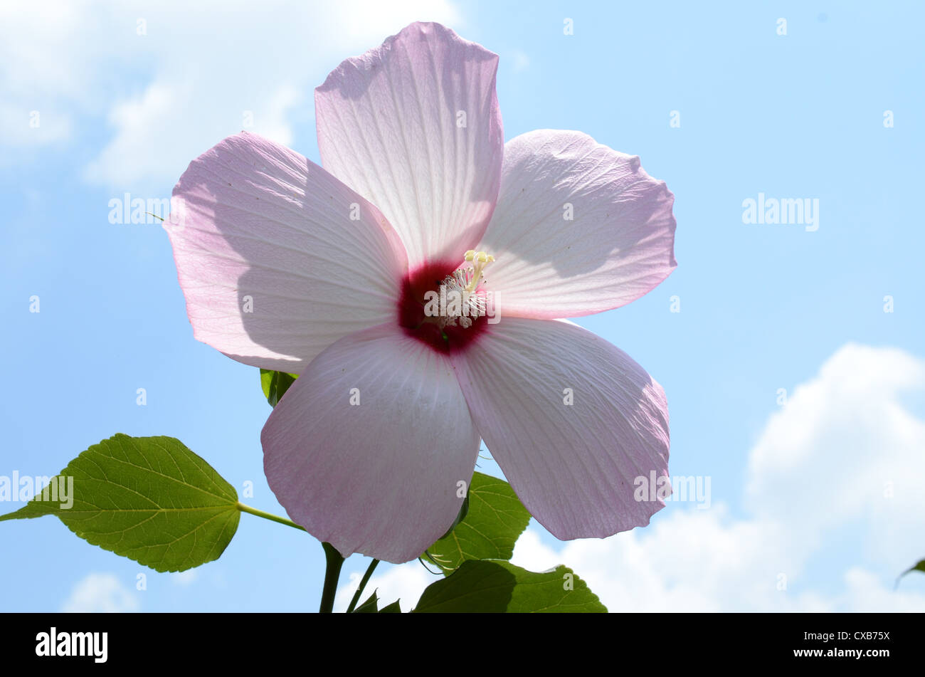 Rose of Sharon Hibiscus syriacus Stock Photo - Alamy