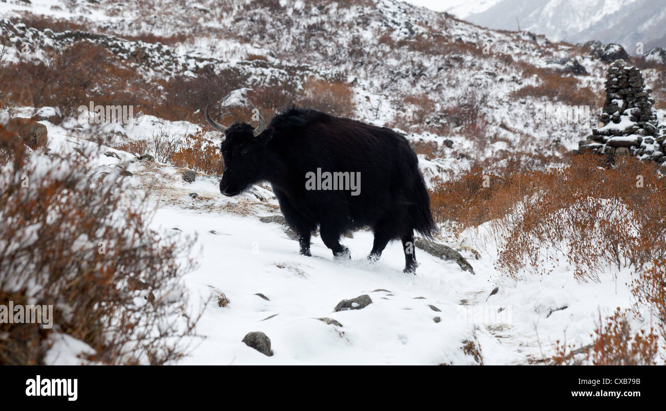 Yak walking in the snow, Langtang valley, Nepal Stock Photo - Alamy