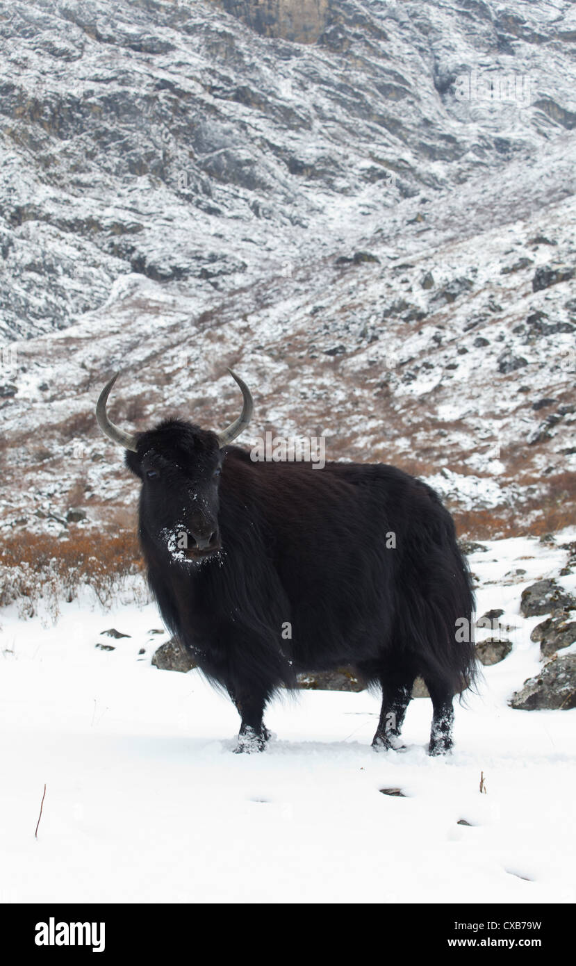 Yak standing in the snow, Langtang valley, Nepal Stock Photo - Alamy