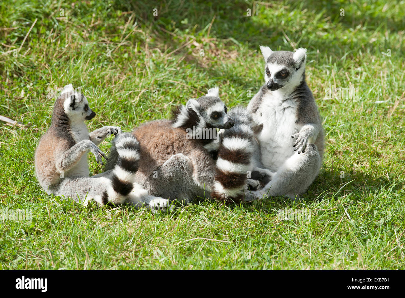 Family of Ring Tailed Lemur Lemurs playing in the sunshine Stock Photo ...