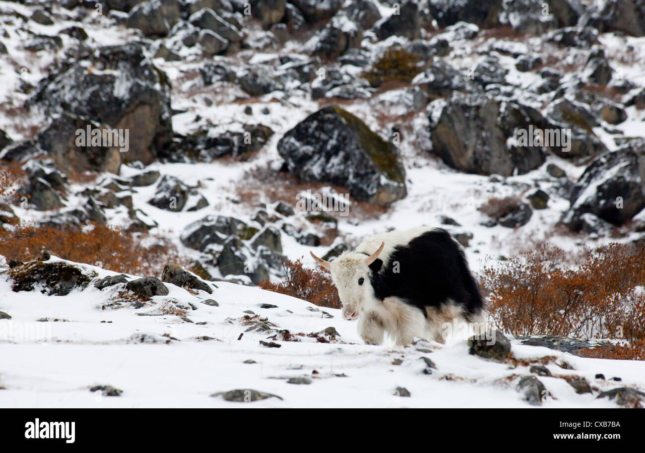 Young yak walking along in the snow, Langtang Valley, Nepal Stock Photo ...