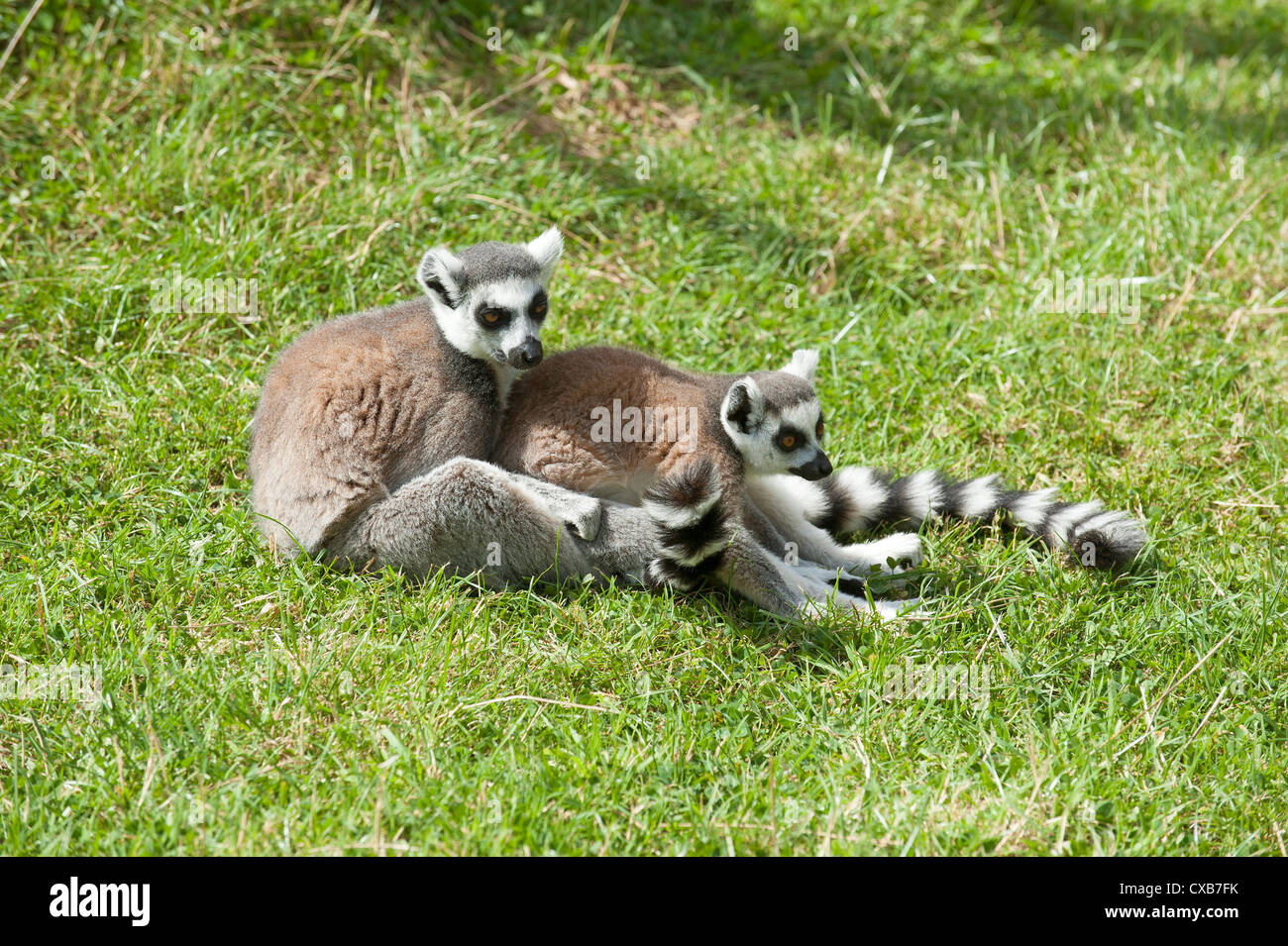 Lemurs at play hi-res stock photography and images - Alamy