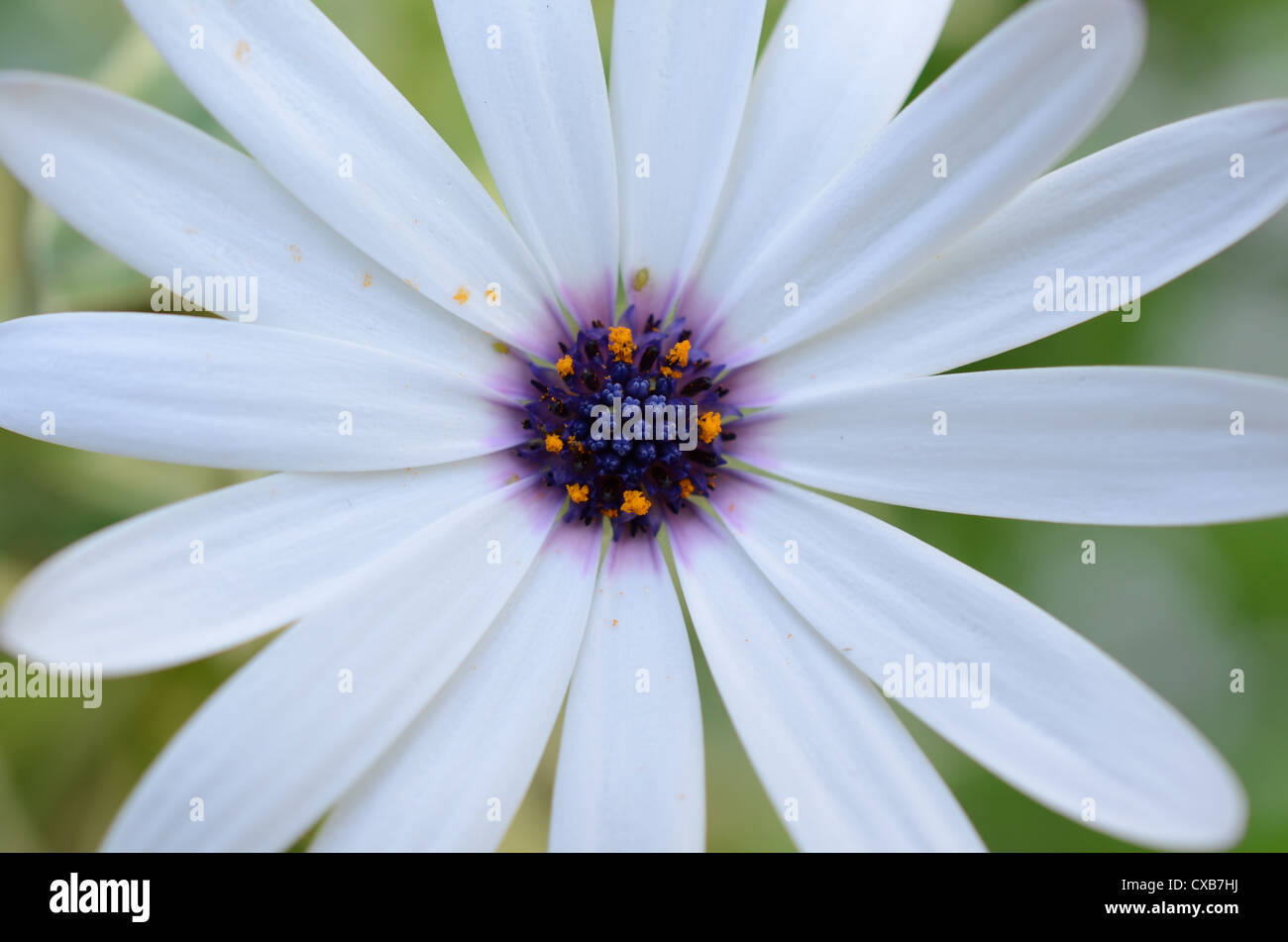 Blue eyed Daisy or African Daisy Stock Photo - Alamy